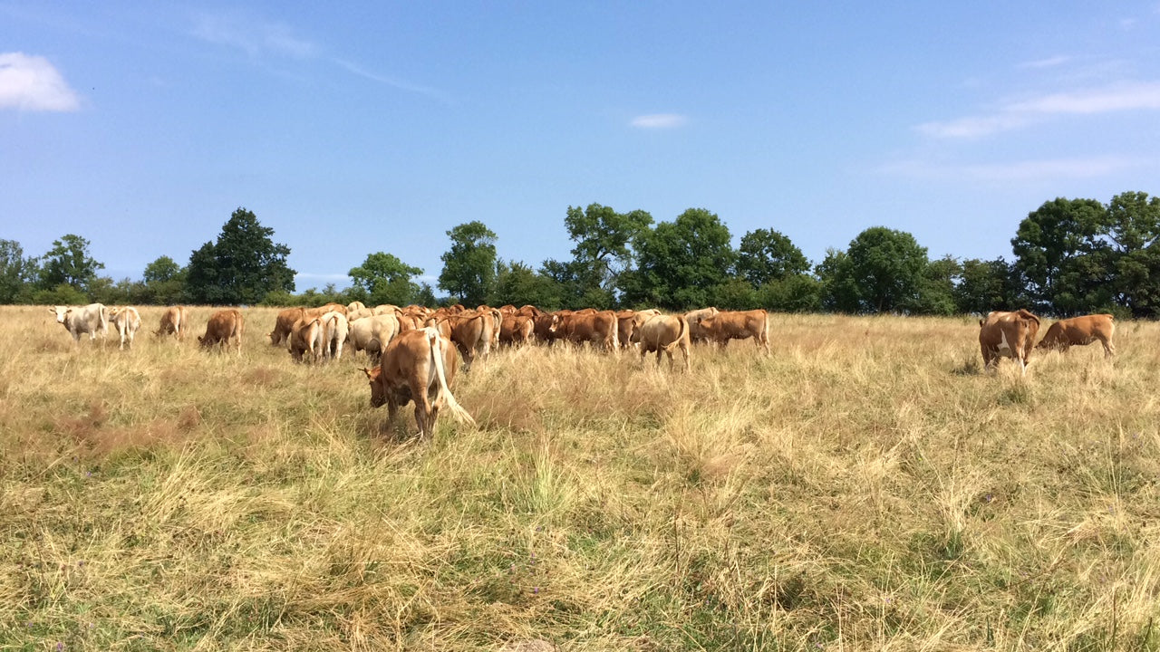 Rinder Karl – OBERLECKER